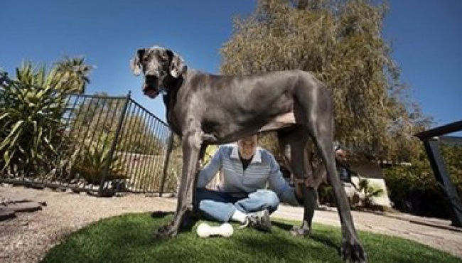Ini Anjing Terbesar Dunia, Tingginya 1,09 Meter | tempo.co
