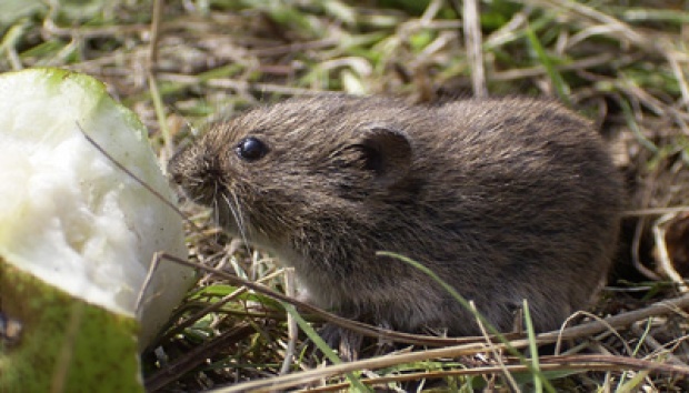 Scientist: Future Rats Could Grow Bigger than Sheep - Life En.tempo.co