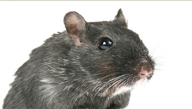 Tikus Jadi Menu Makan Malam Baru di New York | tempo.co