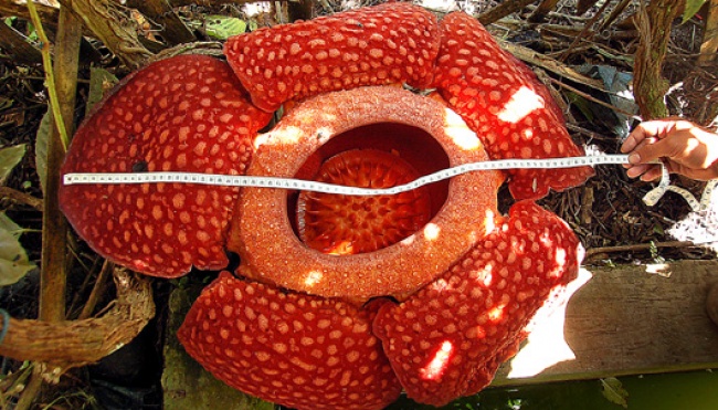 Dua Jenis Rafflesia Mekar di Hutan Bengkulu | tempo.co