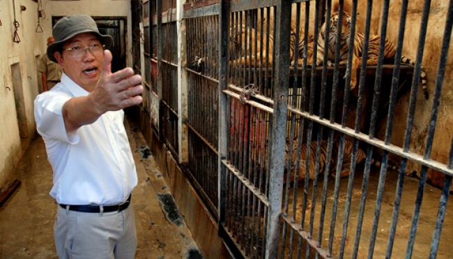 Singa Mati, KBS Jadi Pergunjingan Dunia | tempo.co