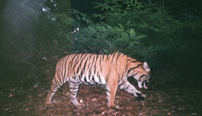 Harimau Sumatera di Jambi Tinggal 30 Ekor | tempo.co