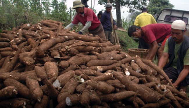 Peneliti Cina Pamerkan Singkong Raksasa | tempo.co