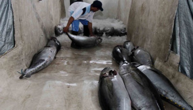 Ikan Tuna Termahal Laku Rp 17 Miliar/Ekor | tempo.co