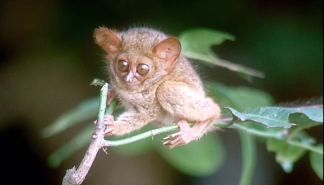 Pertama di Dunia, Tarsius Lahir di Penangkaran | tempo.co