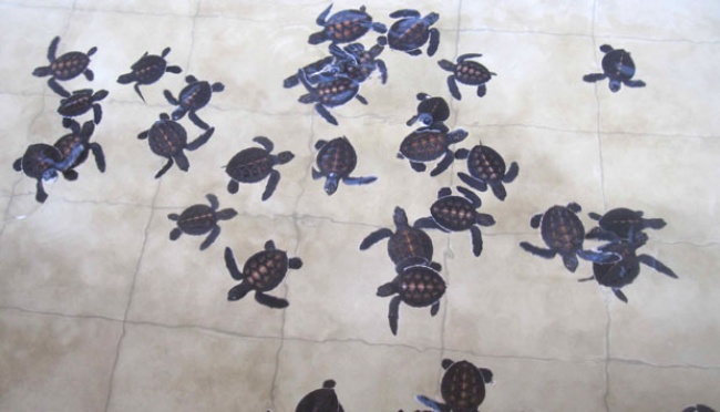 17 Ribu Telur Penyu Berhasil Menetas di Konservasi Pariaman | tempo.co