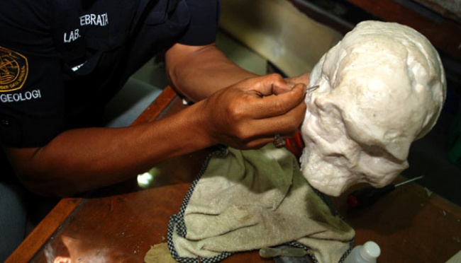 Koleksi Fosil Gajah Purba Blora dan Wajak Homo Wajakensis | tempo.co