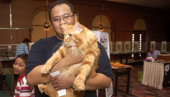 Tunjukan Kucingmu di Acara "Cat Show" di Bandung | tempo.co