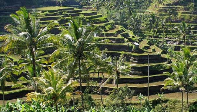 Unesco Sahkan Subak sebagai Budaya Dunia | tempo.co