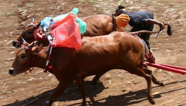 Lomba Karapan Sapi Dalam Rangka Bulan Berkunjung Jember | tempo.co