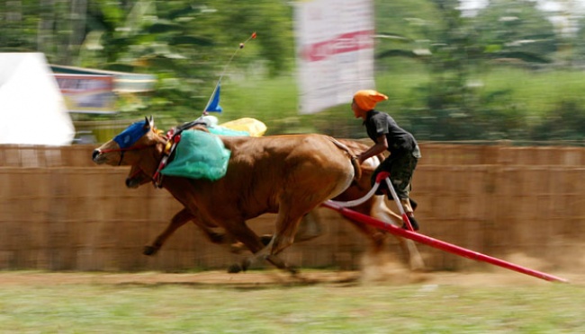 Lomba Karapan Sapi Dalam Rangka Bulan Berkunjung Jember | tempo.co