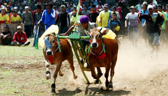 Lomba Karapan Sapi Dalam Rangka Bulan Berkunjung Jember | tempo.co