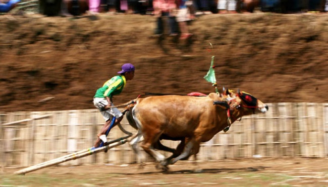 Lomba Karapan Sapi Dalam Rangka Bulan Berkunjung Jember | tempo.co