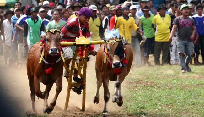 Lomba Karapan Sapi Dalam Rangka Bulan Berkunjung Jember | tempo.co