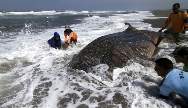 Ikan Hiu Tutul Kembali Terdampar Mati d Pantai Selatan Jawa | tempo.co