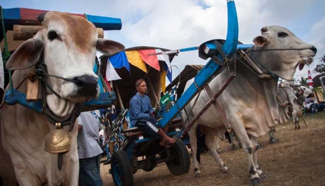Para 'Bajingan' Pedati Sapi Ramaikan HUT Kemerdekaan RI | tempo.co