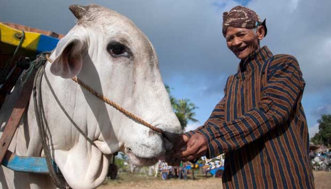 Para 'Bajingan' Pedati Sapi Ramaikan HUT Kemerdekaan RI | tempo.co
