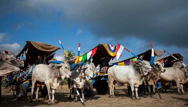 Para 'Bajingan' Pedati Sapi Ramaikan HUT Kemerdekaan RI | tempo.co
