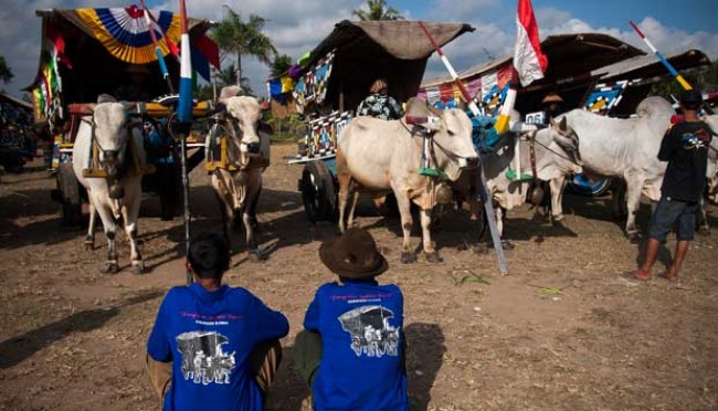Para 'Bajingan' Pedati Sapi Ramaikan HUT Kemerdekaan RI | tempo.co