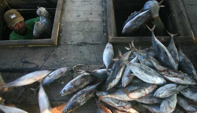 Buka Sasi, Nelayan di Raja Ampat Panen Teripang | tempo.co