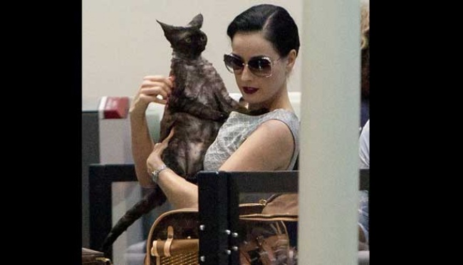 Selebritas Pecinta Kucing | tempo.co
