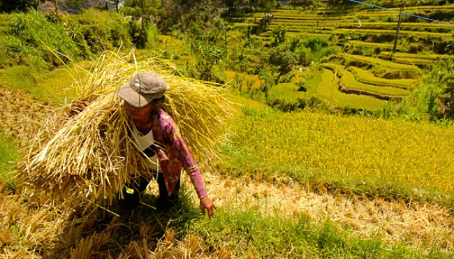 Kementan Susun Skema Siapkan RI jadi Lumbung Pangan Dunia | tempo.co