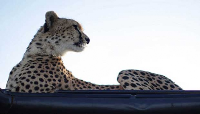 Cheetah Ini dengan Santai Berpose di Atap Mobil Safari | tempo.co