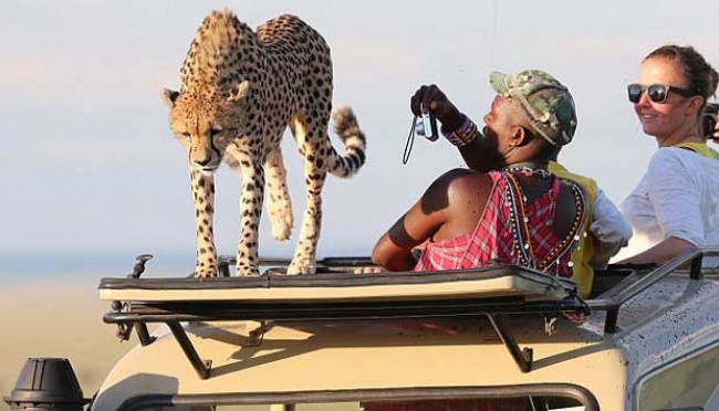 Cheetah Ini dengan Santai Berpose di Atap Mobil Safari | tempo.co