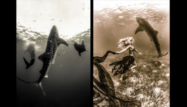 Model-model Ini Berpose bersama Hiu Paus | tempo.co