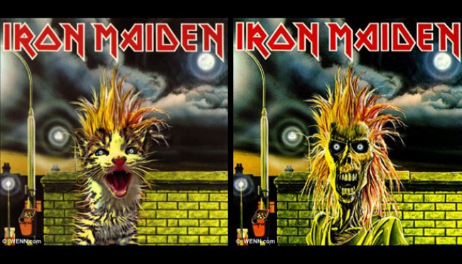 Gaya Lucu Kucing Menirukan Sampul Album Legendaris | tempo.co