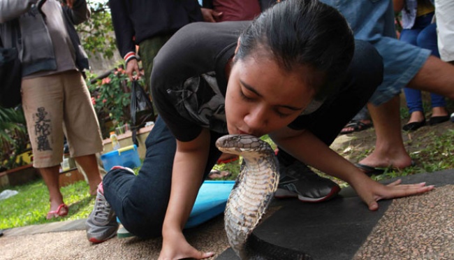 Ber-Car Free Day Ditemani ular | tempo.co