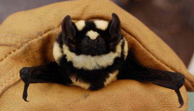 Spesies Baru dan Unik, Kelelawar yang Mirip Panda | tempo.co