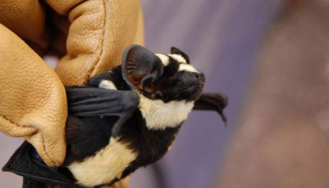 Spesies Baru dan Unik, Kelelawar yang Mirip Panda | tempo.co