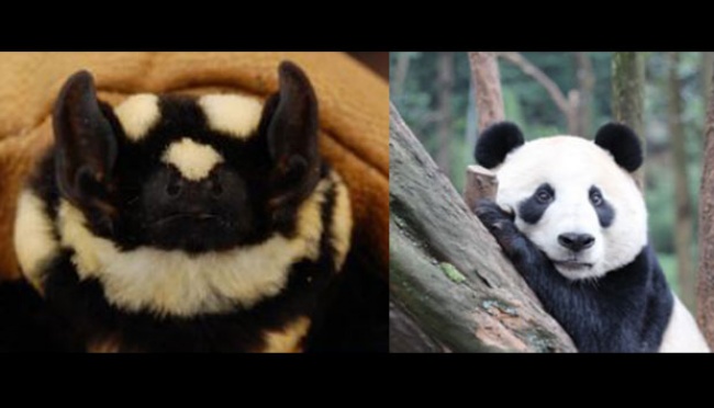 Spesies Baru dan Unik, Kelelawar yang Mirip Panda | tempo.co