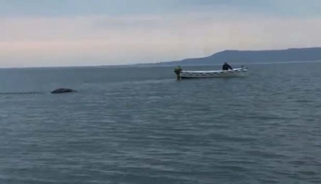 Monster Misterius Muncul di Lough Foyle Irlandia | tempo.co