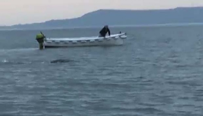 Monster Misterius Muncul di Lough Foyle Irlandia | tempo.co