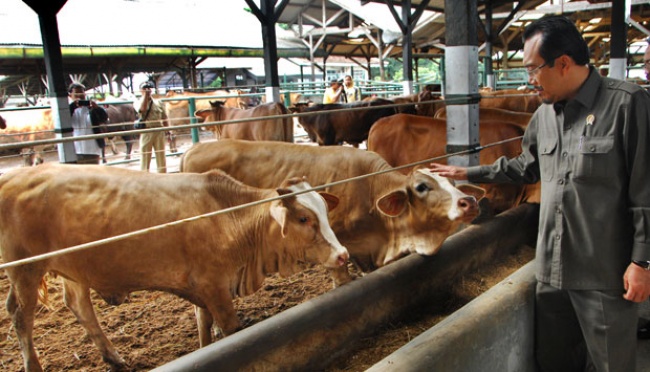 Stok Daging Bulog Paling Banyak Daging Kerbau | tempo.co