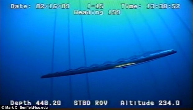 Scientists Show Footage of Living Oarfish - Life En.tempo.co