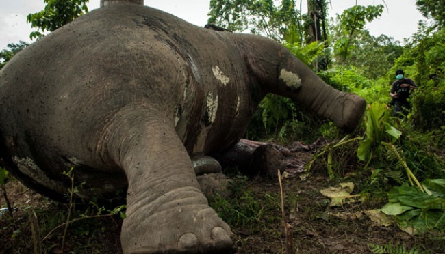 Gajah Sumatera Ditemukan Tewas tak Bergading | tempo.co