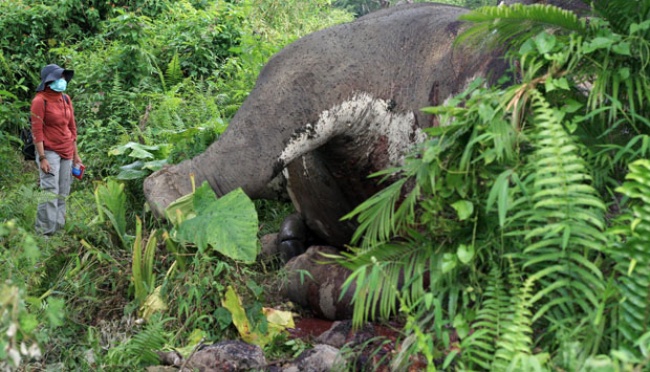 Gajah Sumatera Ditemukan Tewas tak Bergading | tempo.co