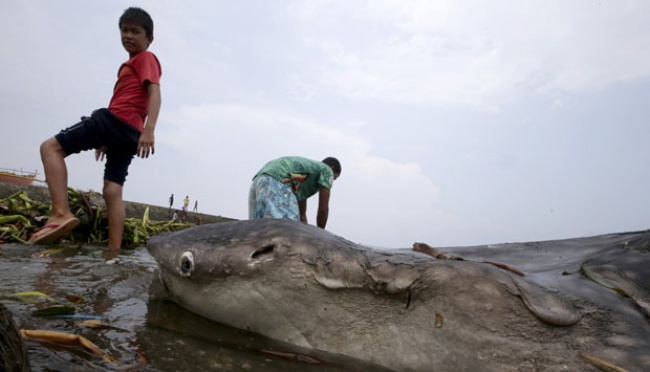 Ikan Hiu Mati Terdampar di Filipina | tempo.co