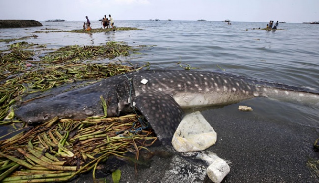 Ikan Hiu Mati Terdampar di Filipina | tempo.co
