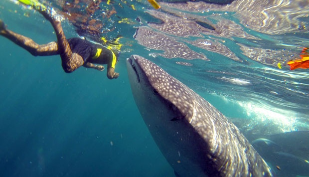 "Dancing with Whale Sharks" in Papua - foto En.tempo.co