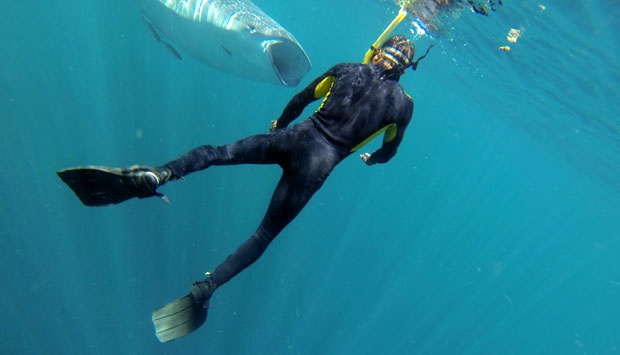 "Dancing with Whale Sharks" in Papua - foto En.tempo.co