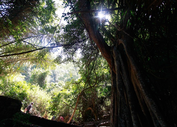 Legendary Taru Menyan Trees - En.tempo.co