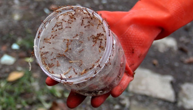 Telur Semut, Makanan Dengan Protein dan Vitamin Tinggi | tempo.co