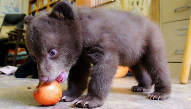 Dibalik Keceriaannya, Anak Beruang ini Menyimpan Cerita Sedih | tempo.co