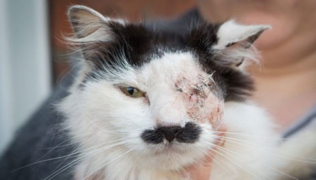 Berkumis Mirip Hitler, Kucing Ini Disiksa Sampai Buta | tempo.co