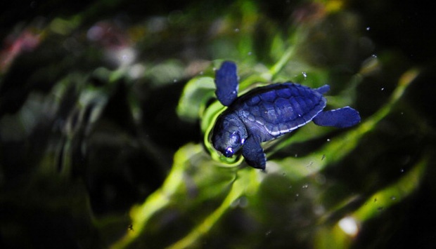 Prosthetic Fin for Amputee Sea Turtle - Life En.tempo.co