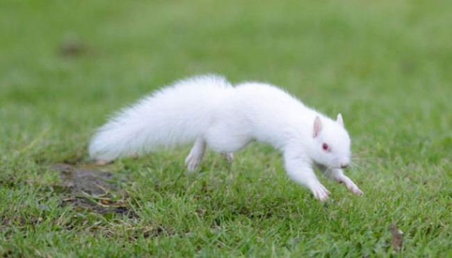 Lucunya Tupai Putih Albino yang Langka | tempo.co